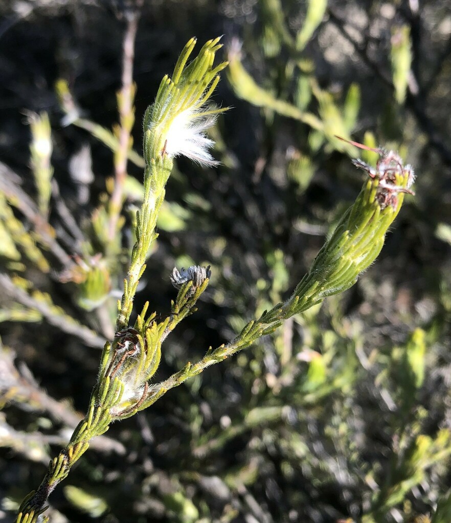 Gland Flower from Ngarkat SA 5302, Australia on July 3, 2024 at 10:12 ...