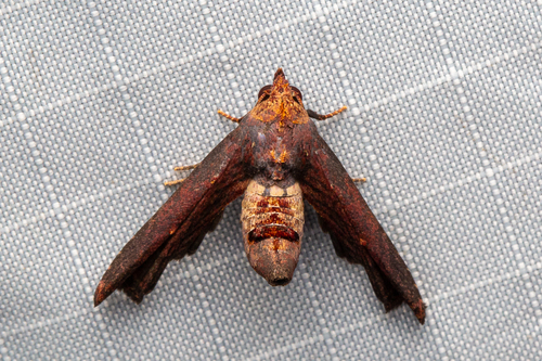 Anigraea mediopunctata · iNaturalist Mexico