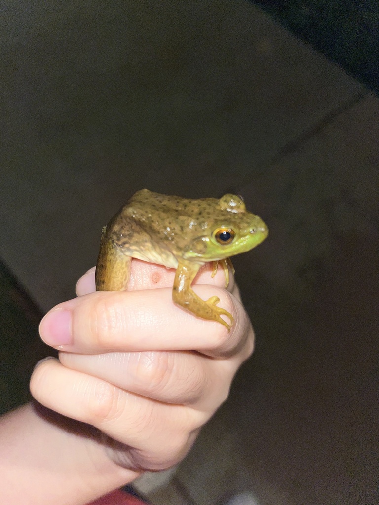 American Bullfrog from Beaumont Dr, Norman, OK, US on July 2, 2024 at ...