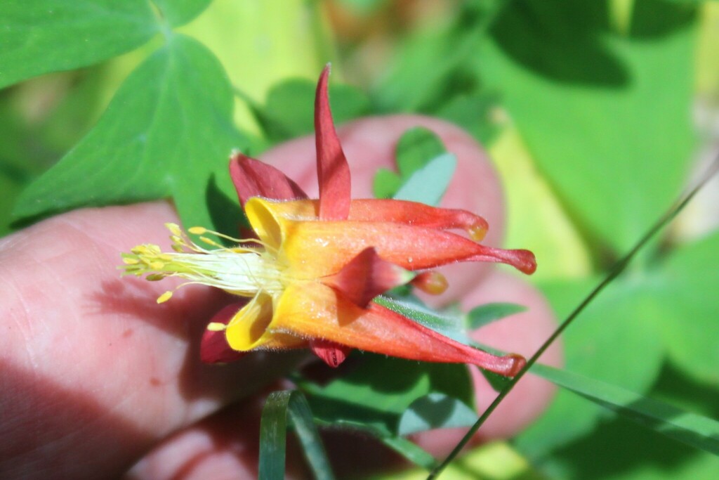 western columbine from Olema Valley Trail, Olema Valley Trail, Bolinas ...