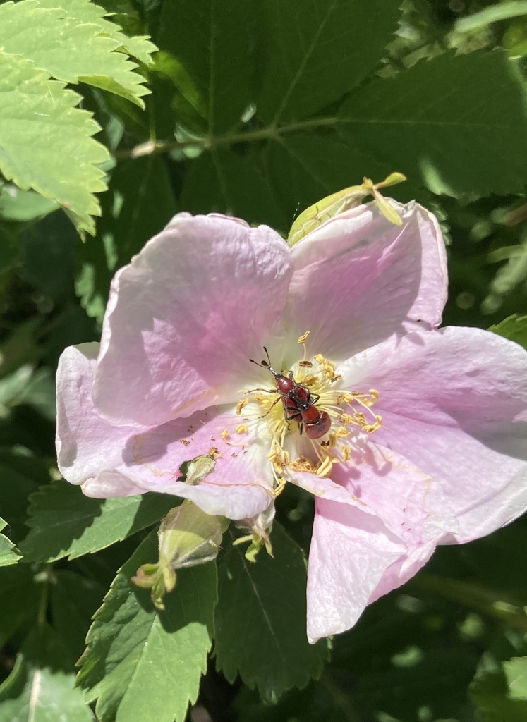 Rose Curculio from Cardston County, AB, Canada on June 29, 2024 at 03: ...