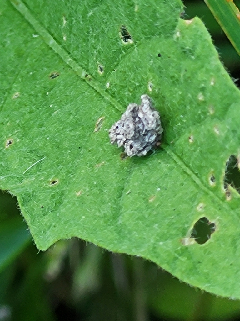 Insects from Morgantown, WV 26508, USA on July 2, 2024 at 07:38 PM by ...