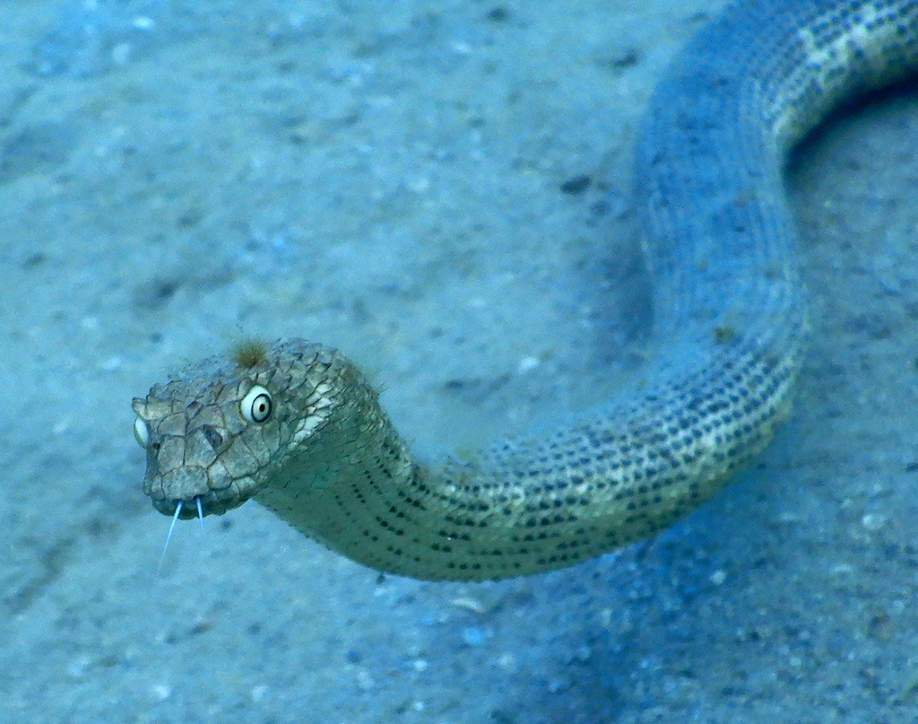Horned Sea Snake (Hydrophis peronii) - Snakes and Lizards