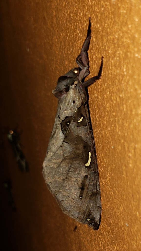 Phassus huebneri from 48428 Jalisco, Mexico on July 2, 2024 at 09:01 PM ...