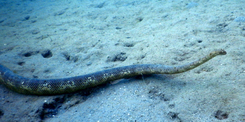 Horned Sea Snake (Hydrophis peronii) - Snakes and Lizards