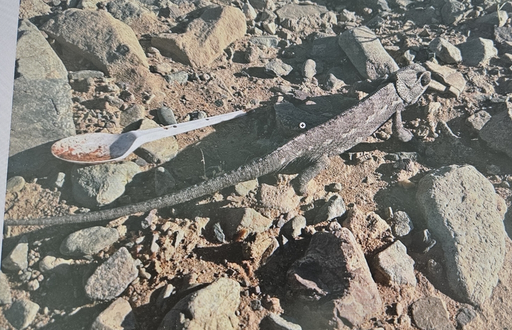 Chamaeleo chamaeleon orientalis from 2XH5+JR, Shigry 47991, Saudi ...