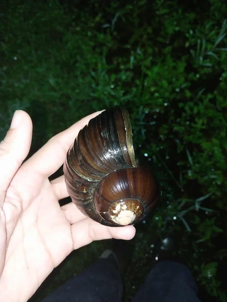 Pomacea urceus from 5X7V+HQH, Guayaguayare, Trinidad and Tobago on June ...