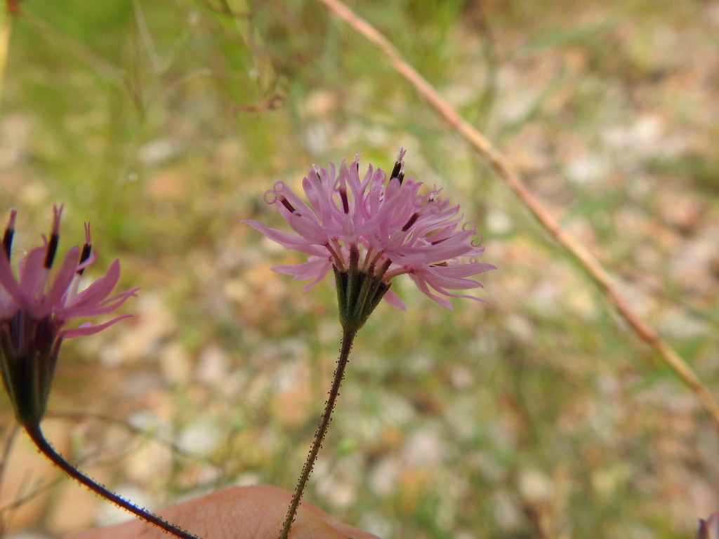 Small Palafox from Bastrop County, TX, USA on May 27, 2019 at 10:35 AM ...