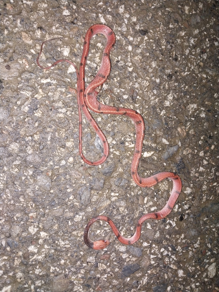 Tropical Flat Snake from Guayaguayare, Trinidad and Tobago on June 29 ...