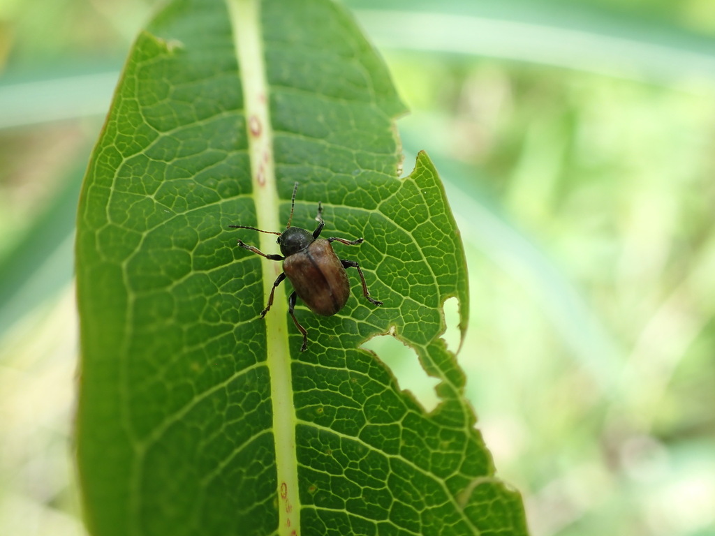 Western Grape Rootworm from Improvement District No. 4, AB T0K, Canada ...
