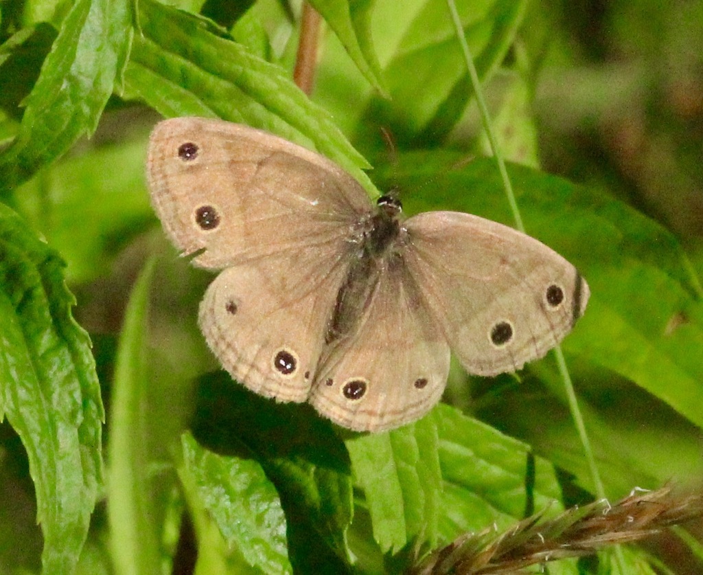Little Wood Satyr from Cumberland County, NS, Canada on June 28, 2024 ...