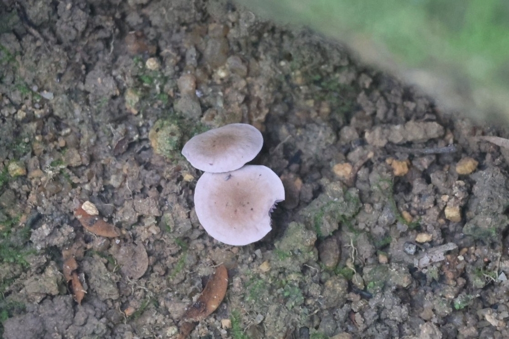 Micropsalliota from Shenzhen, CN-GD, CN on July 3, 2024 at 08:55 AM by ...