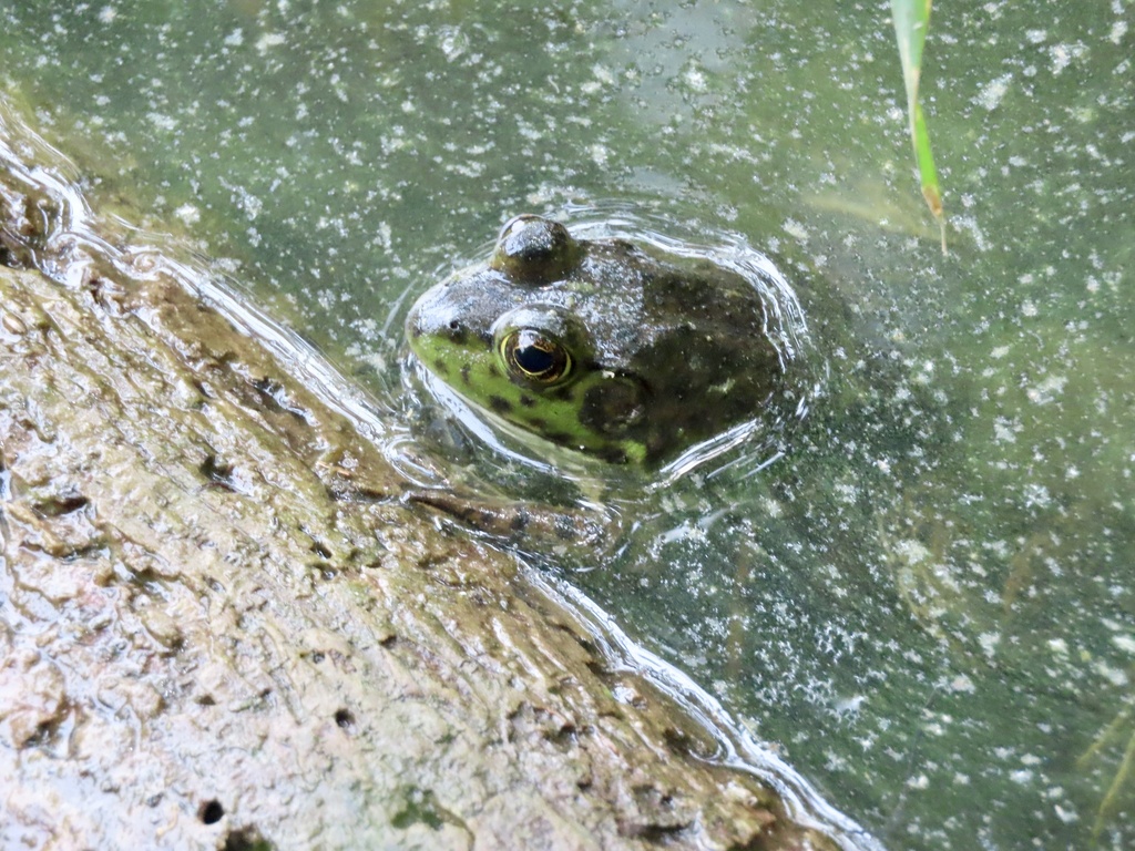 American Bullfrog from 大沼国定公園, Nanae, Hokkaido, JP on July 3, 2024 at ...