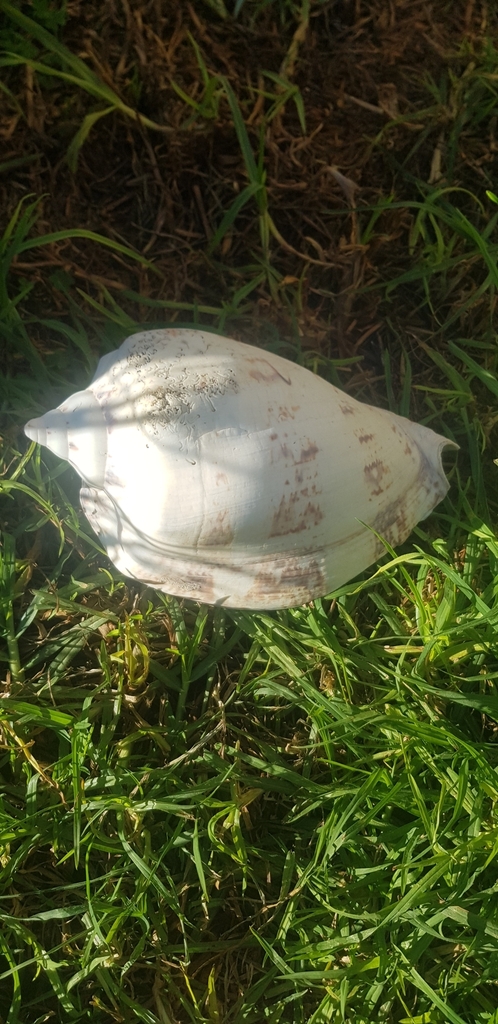 Magnificent Volute from Port Pirie South SA 5540, Australia on July 3 ...