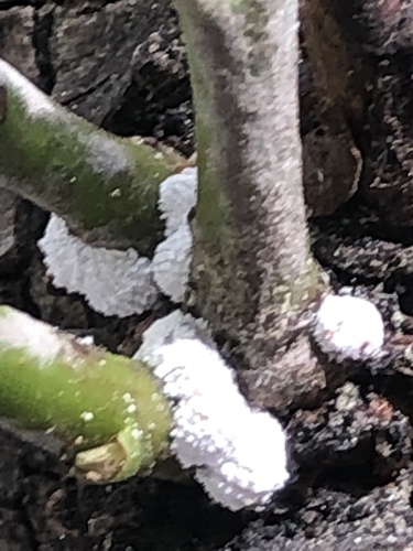 Canchitos blancos de la uva de mesa (Pseudococcus maritimus)