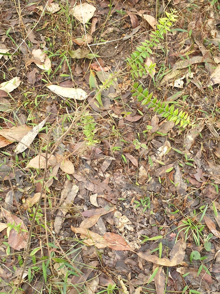 Something from Rode Rd at Downfall Creek, Chermside West QLD 4032 ...