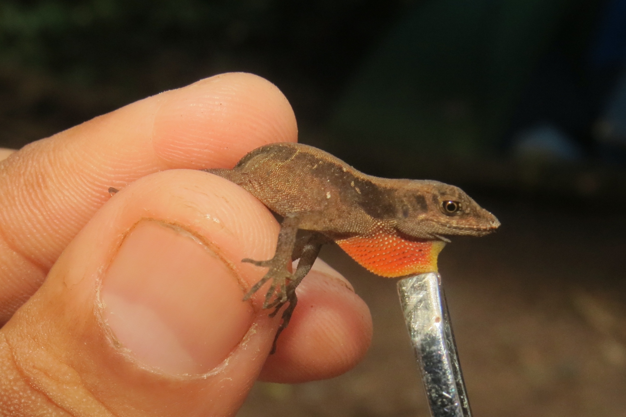 Anolis quaggulus Cope, 1885