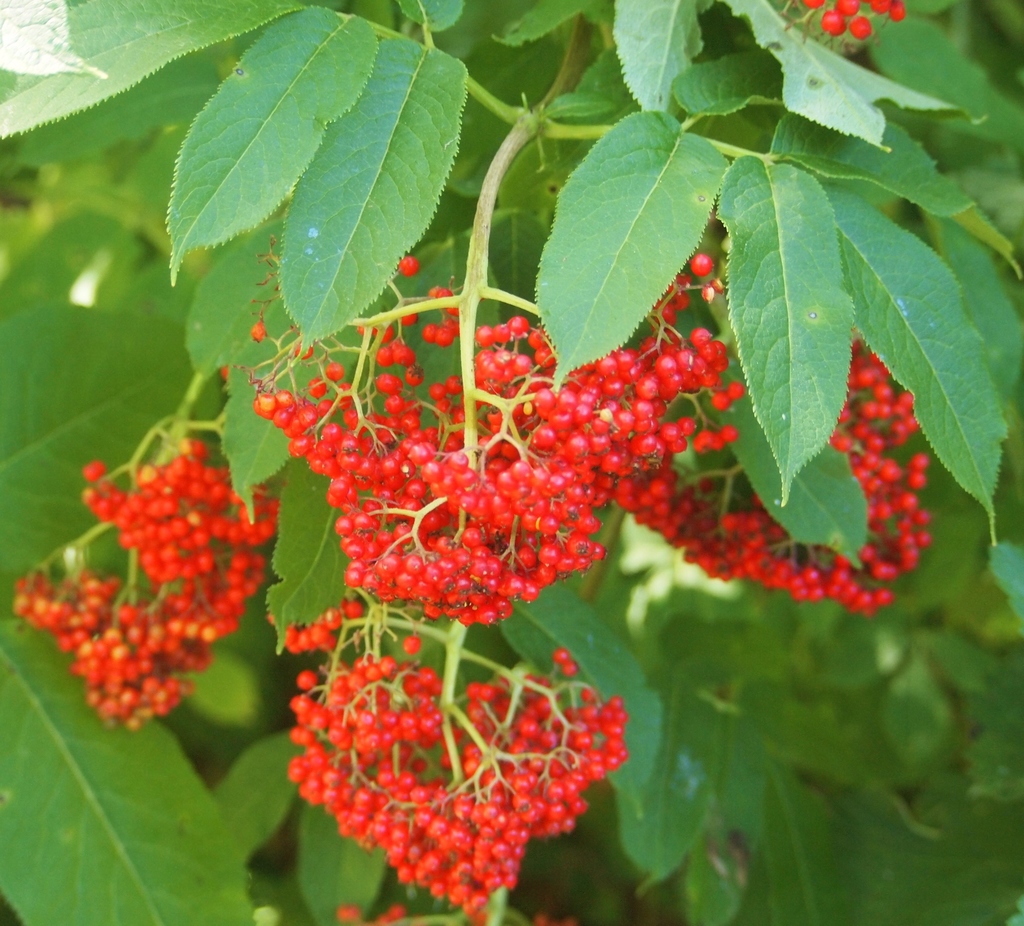 Red Elderberry (UWEC 332 Day 3) · iNaturalist