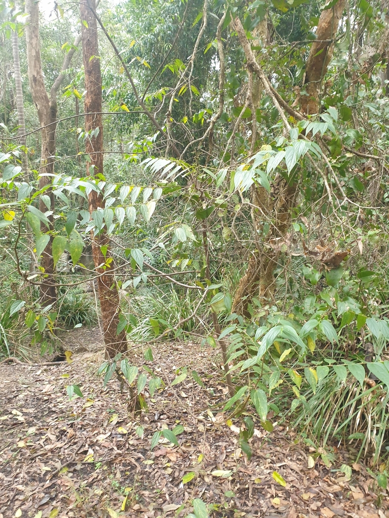Nettle Tree from Chermside West, AU-QL, AU on July 3, 2024 at 03:46 PM ...