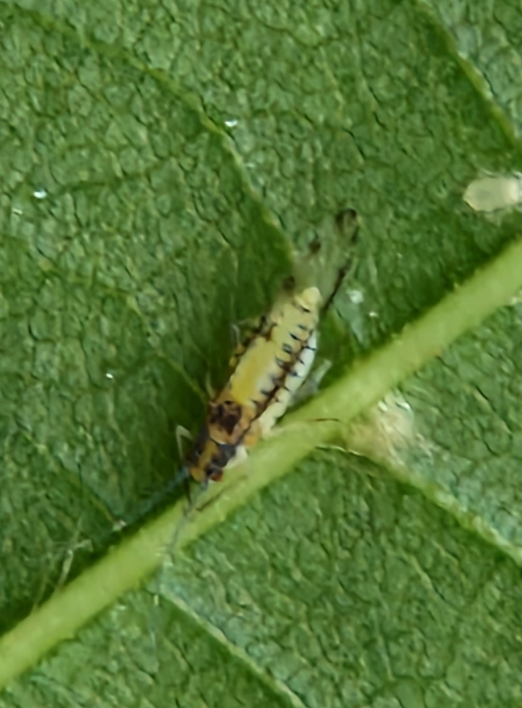 Lime Leaf Aphid from Battersea Park, London SW11 4NJ, UK on July 2 ...