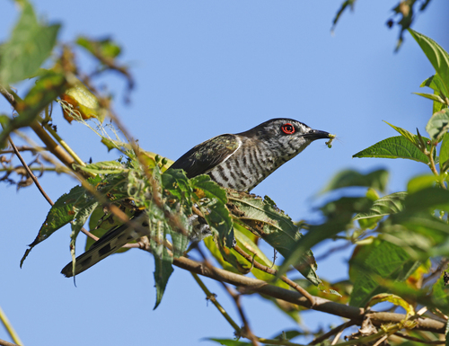 Northern Australian Little Bronze Cuckoo (Subspecies Chrysococcyx ...
