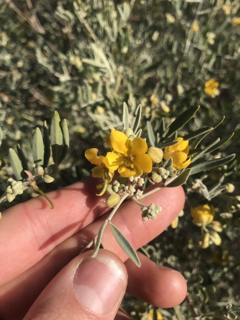 silver senna from Ikara-Flinders Ranges National Park, Flinders Ranges ...