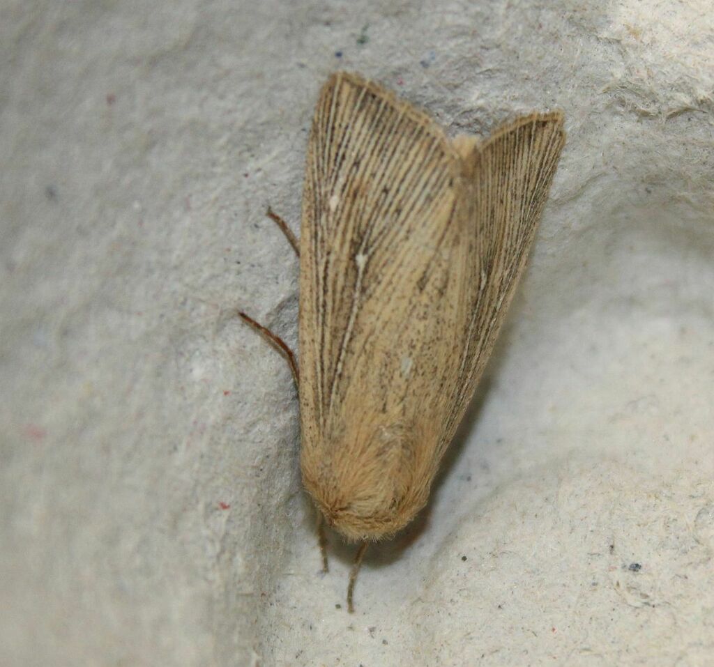 Obscure Wainscot from Netherton, Dudley, UK on July 3, 2024 at 07:01 AM ...