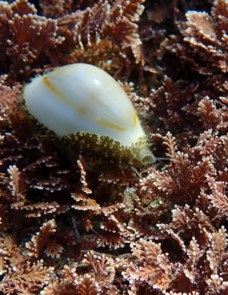 Gold Ring Cowry from Coogee NSW 2034, Australia on July 3, 2024 by ...