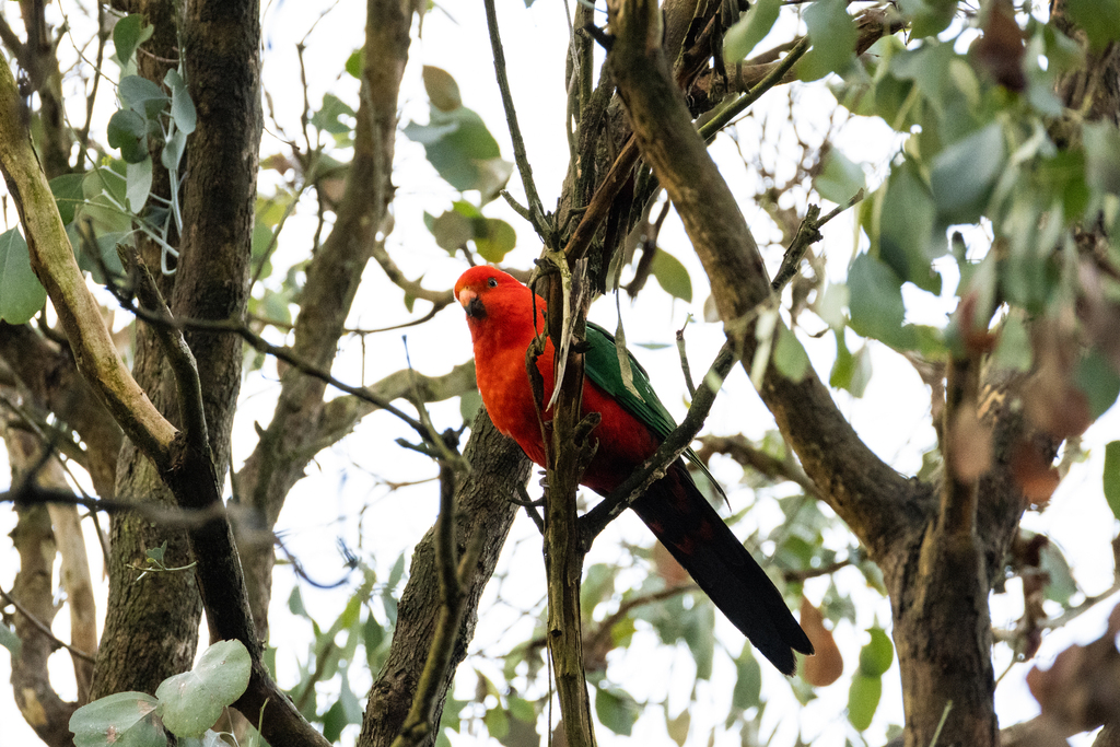 Australian King Parrot from Melbourne VIC, Australia on June 30, 2024 ...