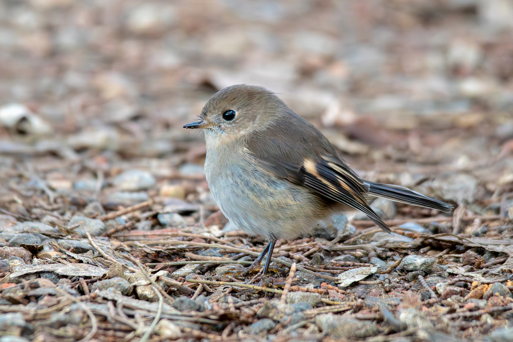 Pink Robin (Petroica rodinogaster) - Avian Discovery
