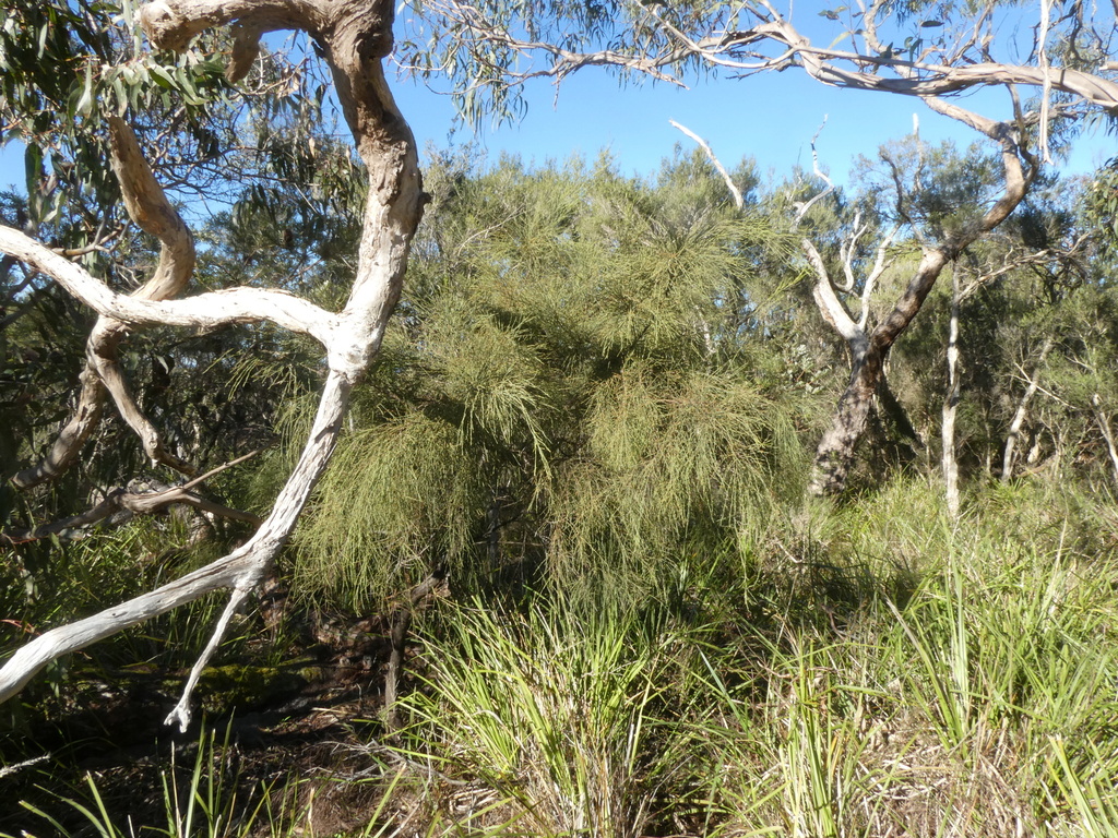 Pale-fruit Ballart from Somerville VIC 3912, Australia on July 3, 2024 ...