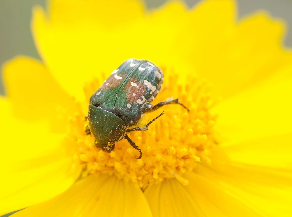 Blue Flower Chafer from Nowon-gu, Seoul, South Korea on May 26, 2019 at ...