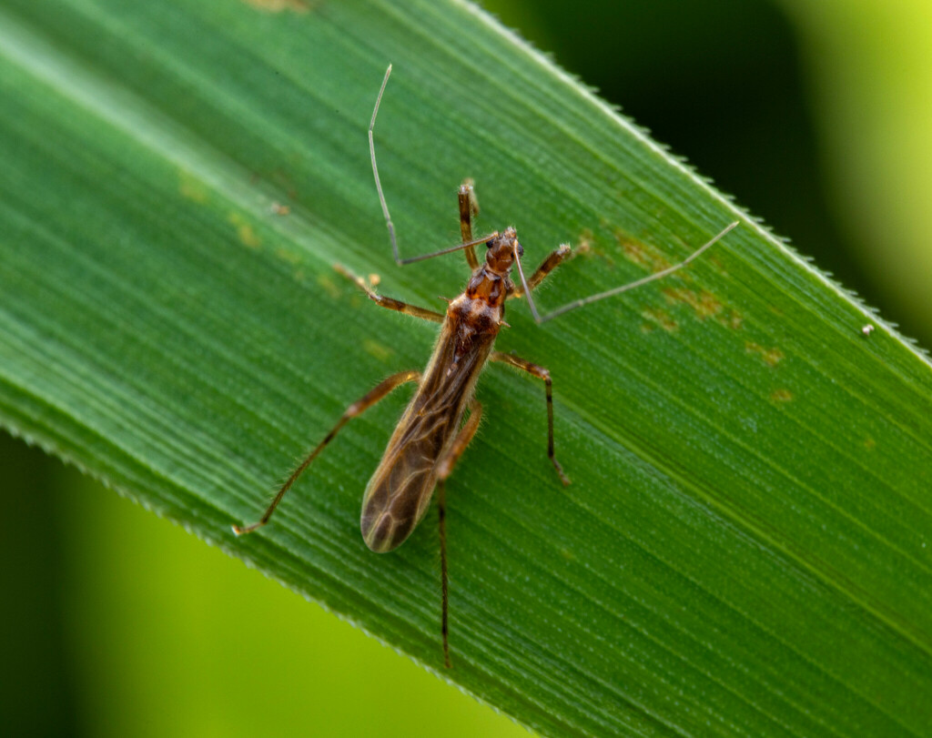 Polytoxus from Tampines, Singapore on July 2, 2024 by Yunhan. Not ...