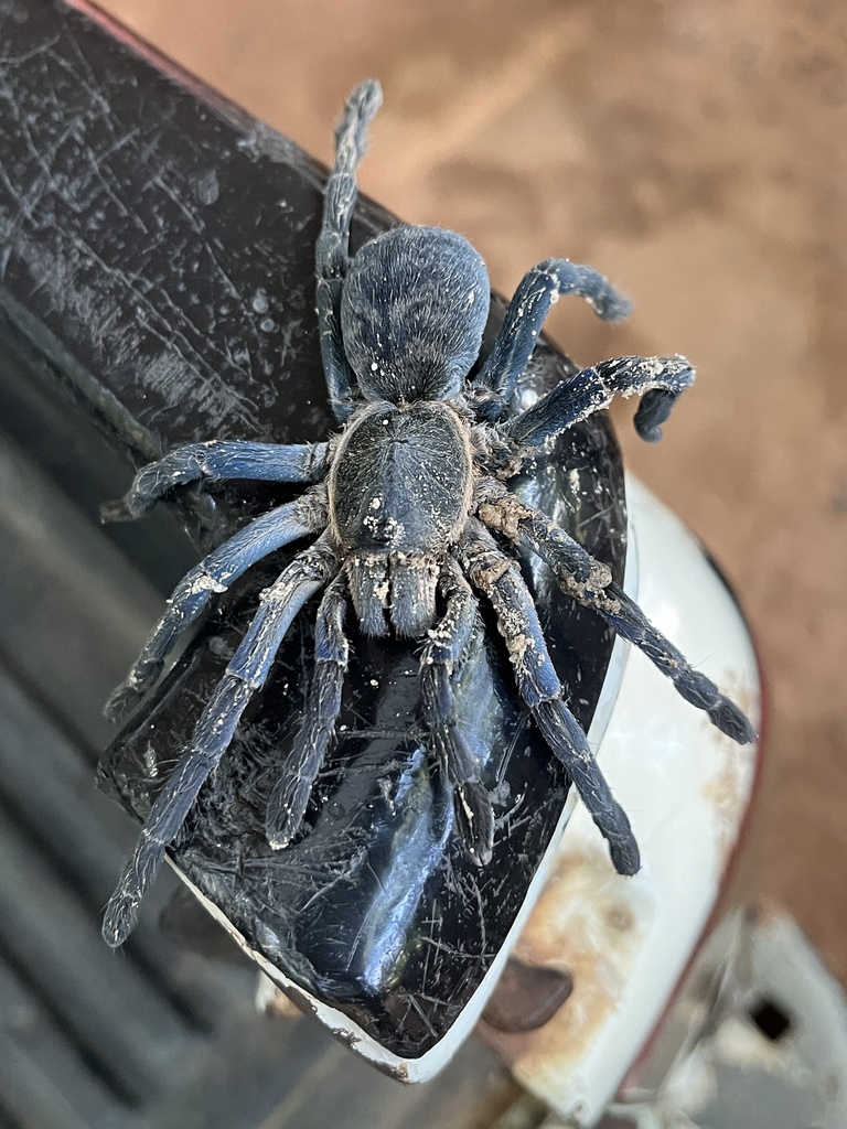 Vietnam Earth Tiger Tarantula from Phnom Kulen National Park, Banteay ...
