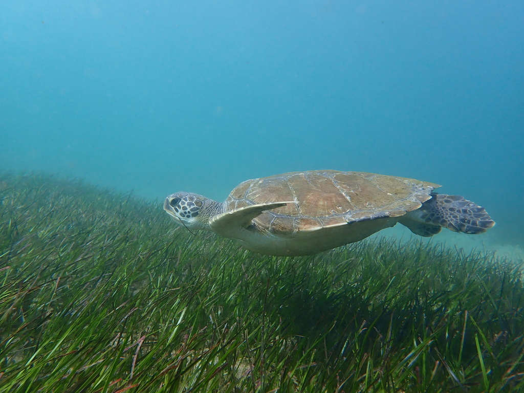 Green Sea Turtle from Cabbage Tree Bay, Manly, NSW, AU on June 28, 2024 ...