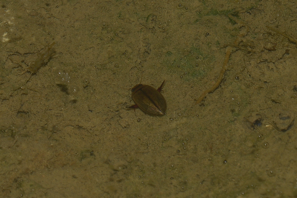 Hydaticus rhantoides in June 2024 by 龙栩川 · iNaturalist
