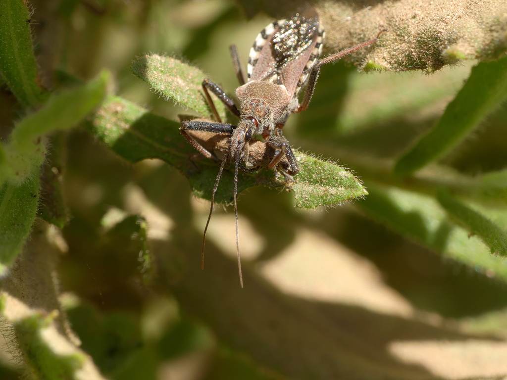 Gasteroclisus augurius from Dely Ibrahim, Algérie on July 2, 2024 at 02 ...