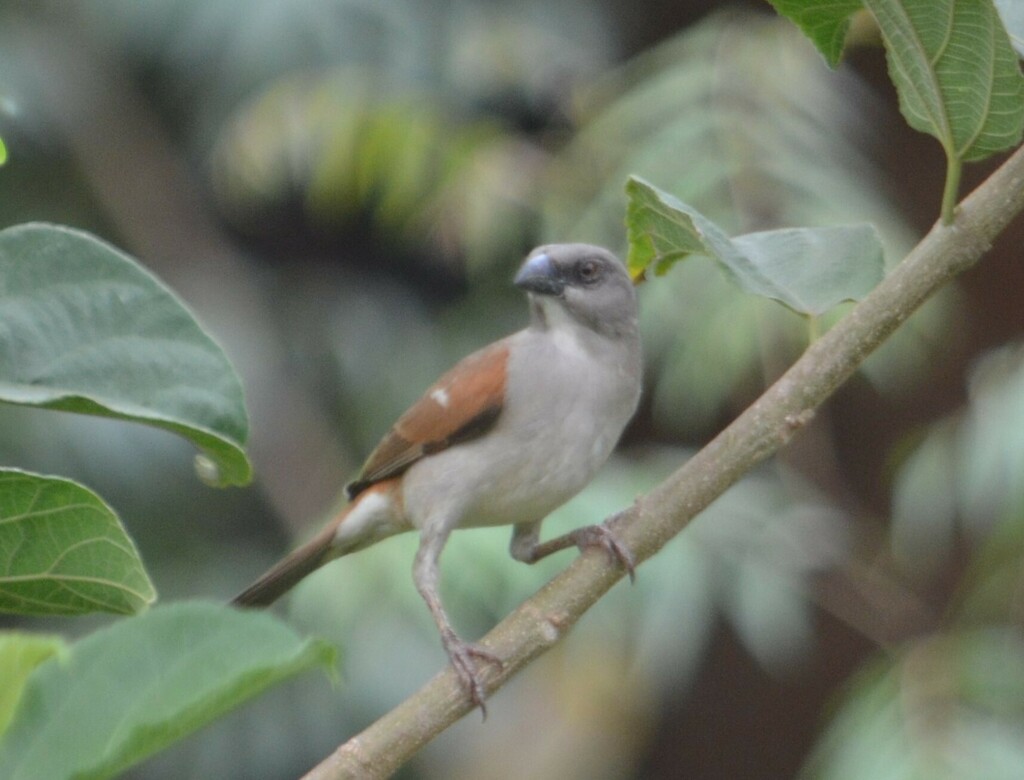 Northern Grey-headed Sparrow from Bohicon, Zou, Benin on April 14, 2024 ...