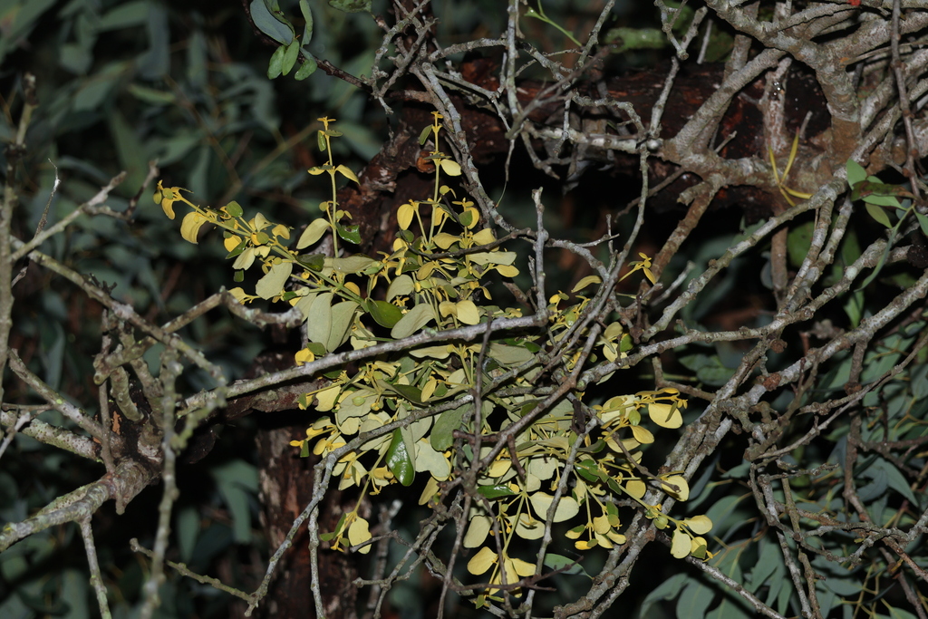 golden mistletoe from Kairabah QLD 4207, Australia on July 2, 2024 at ...