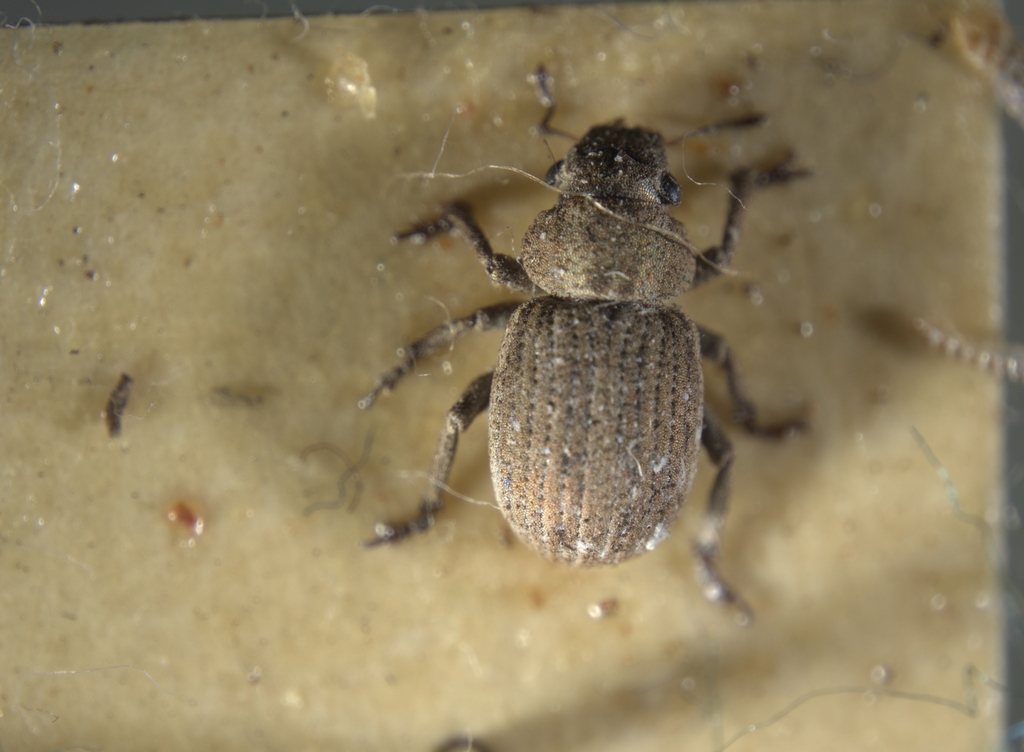 Ground Weevils from Carletonville, 2499, South Africa on June 7, 1979 ...