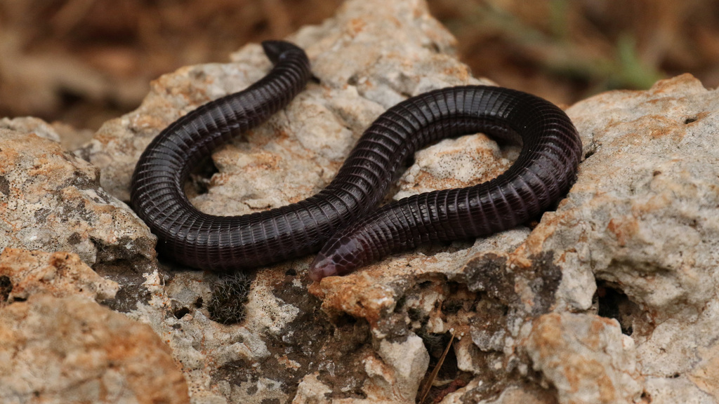 Levant Worm Lizard in June 2024 by Otto Bylén Claesson · iNaturalist