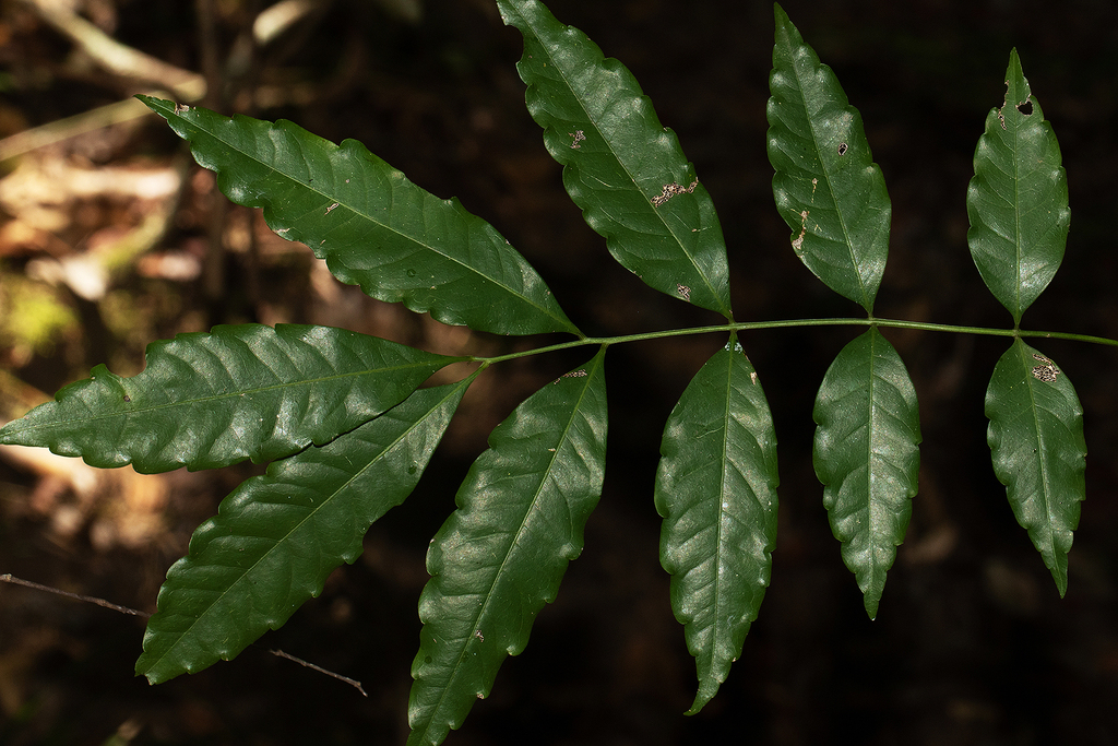 Zanha golungensis (Plants of Chimanimani) · iNaturalist