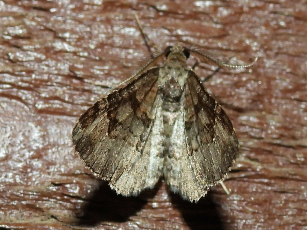 Clover Moth from Coomba Park NSW 2428, Australia on July 3, 2024 at 07: ...