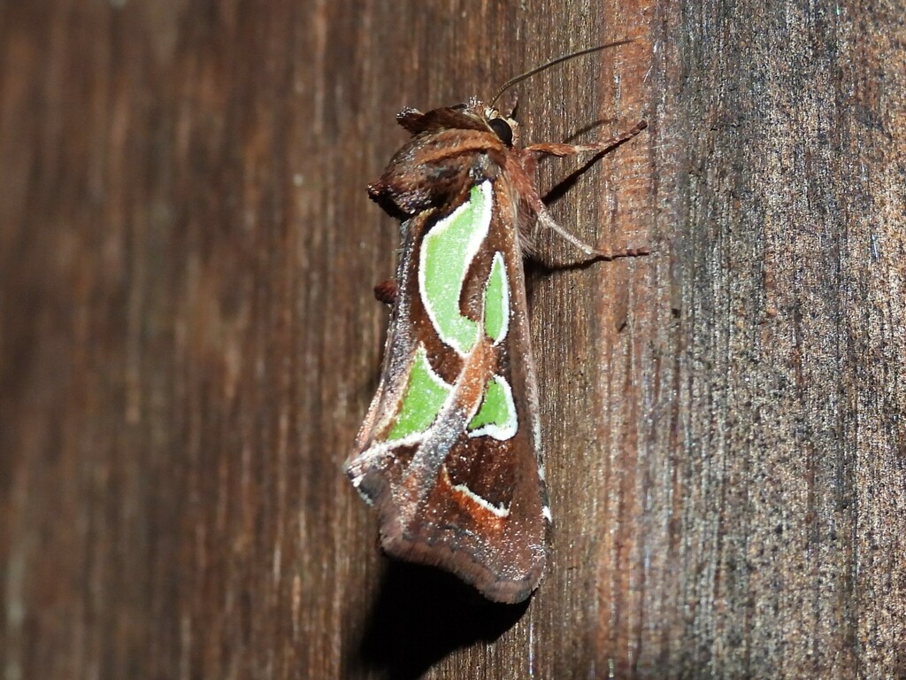 Green-blotched Moth from Coomba Park NSW 2428, Australia on July 3 ...
