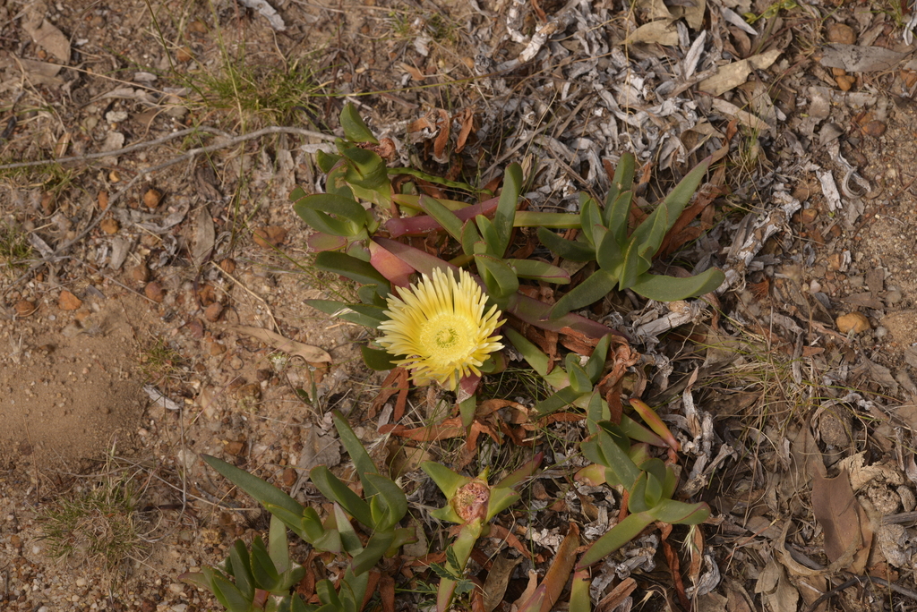 sea fig from Fitzgerald River National Park WA 6346, Australia on ...