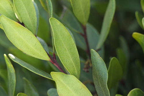 Dune Gwarrie (Trees of the Cape Peninsula) · iNaturalist
