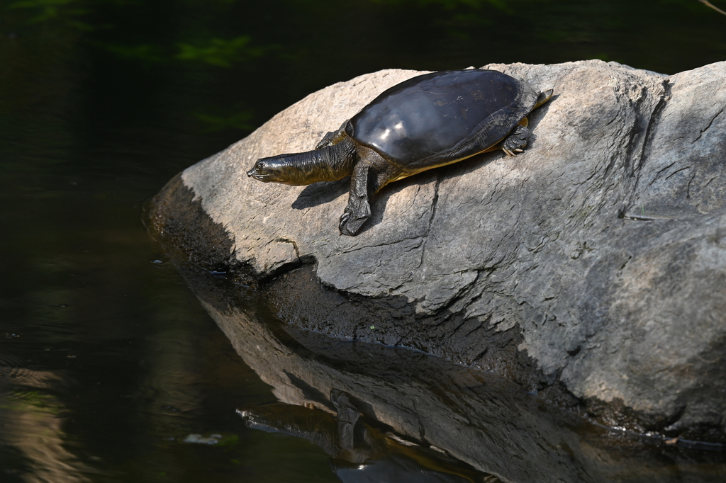Indian Flapshell Turtle from Sariska Tiger Reserve, Rajasthan, India on ...
