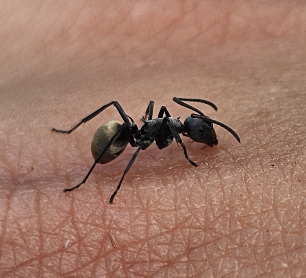 Rich Spiny Sugar ant from Guam on July 3, 2024 at 11:48 AM by Kara ...