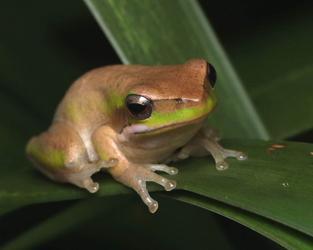 Eastern Dwarf Tree Frog in June 2024 by juliegraham173 · iNaturalist