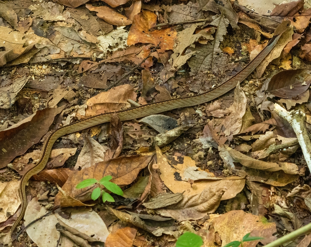 Blue-necked Keelback from Earth Lodge, Ulu Muda, Kedah, Malaysia on ...